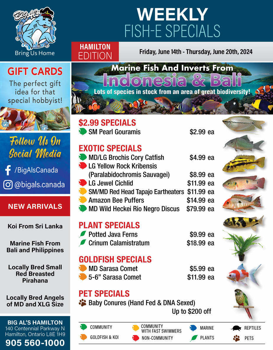 Big Al's (Hamilton) Weekly Specials June 14 to 20