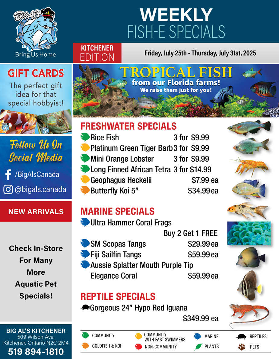 Big Al's (Kitchener) Weekly Specials July 25 to 31